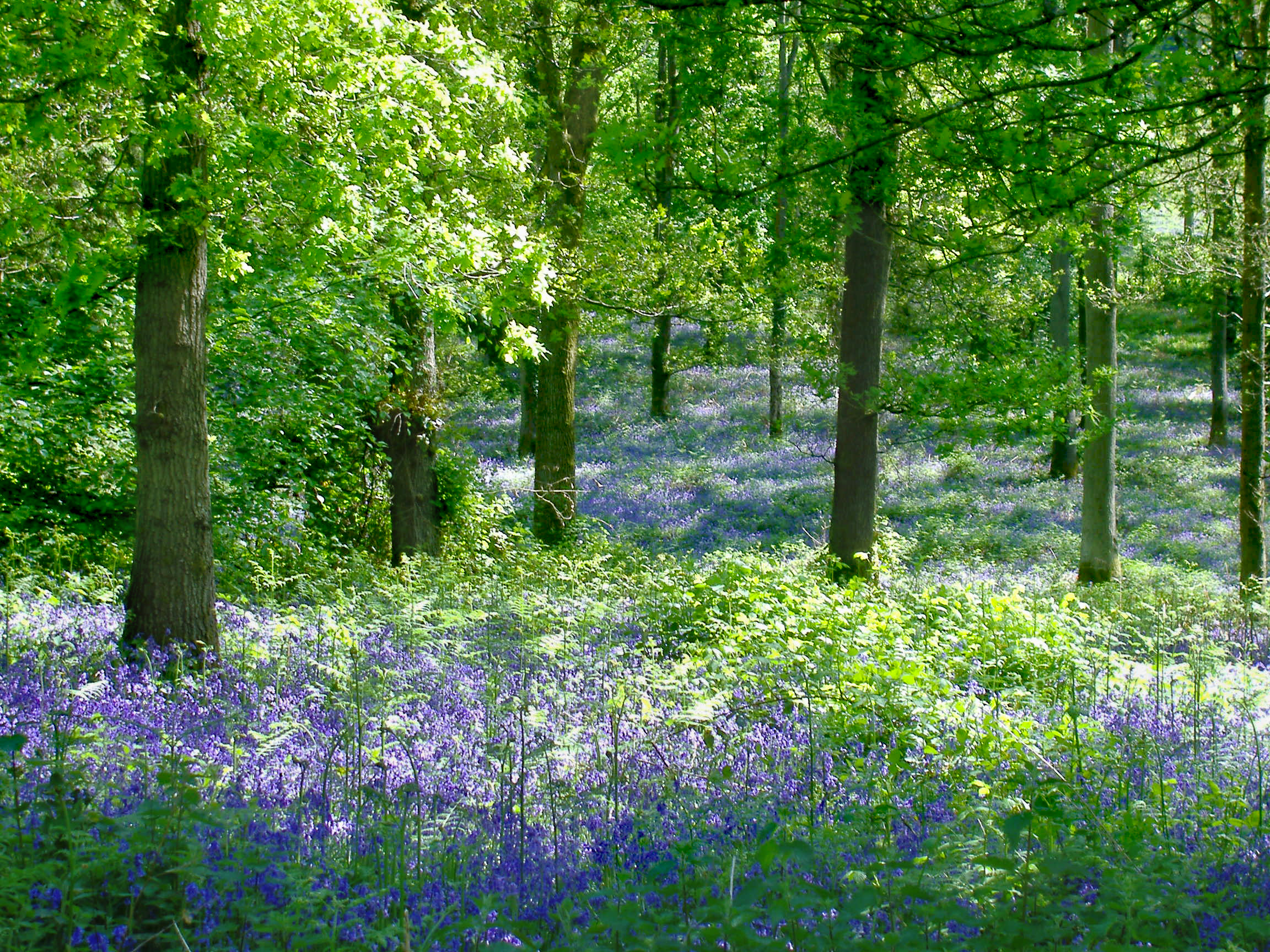 Bluebells in the Forest of Dean, Gloucestershire [2304 x 1728] : r ...