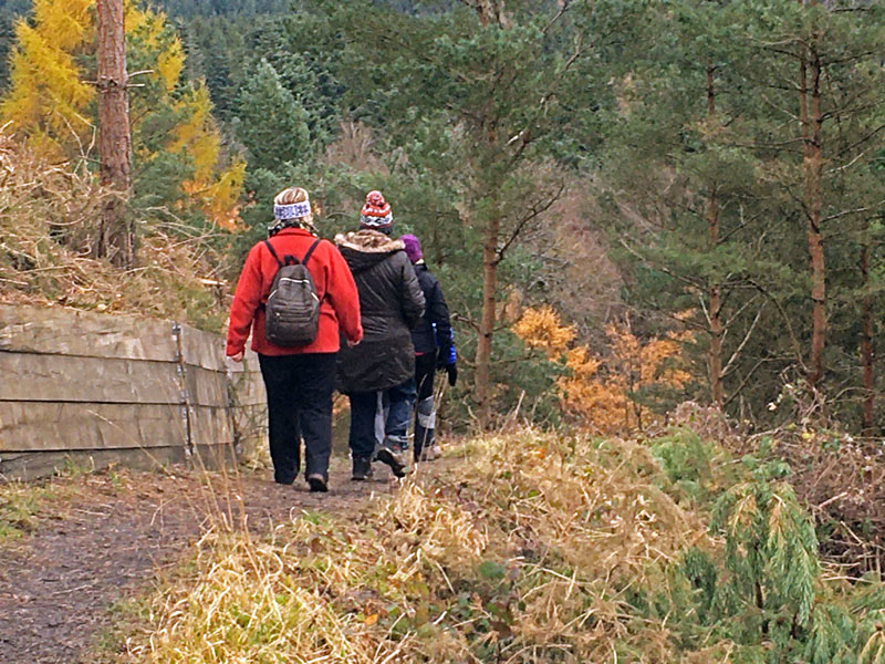 Late Autumn colours in the Forest of Dean – Forest of Dean & Wye Valley ...
